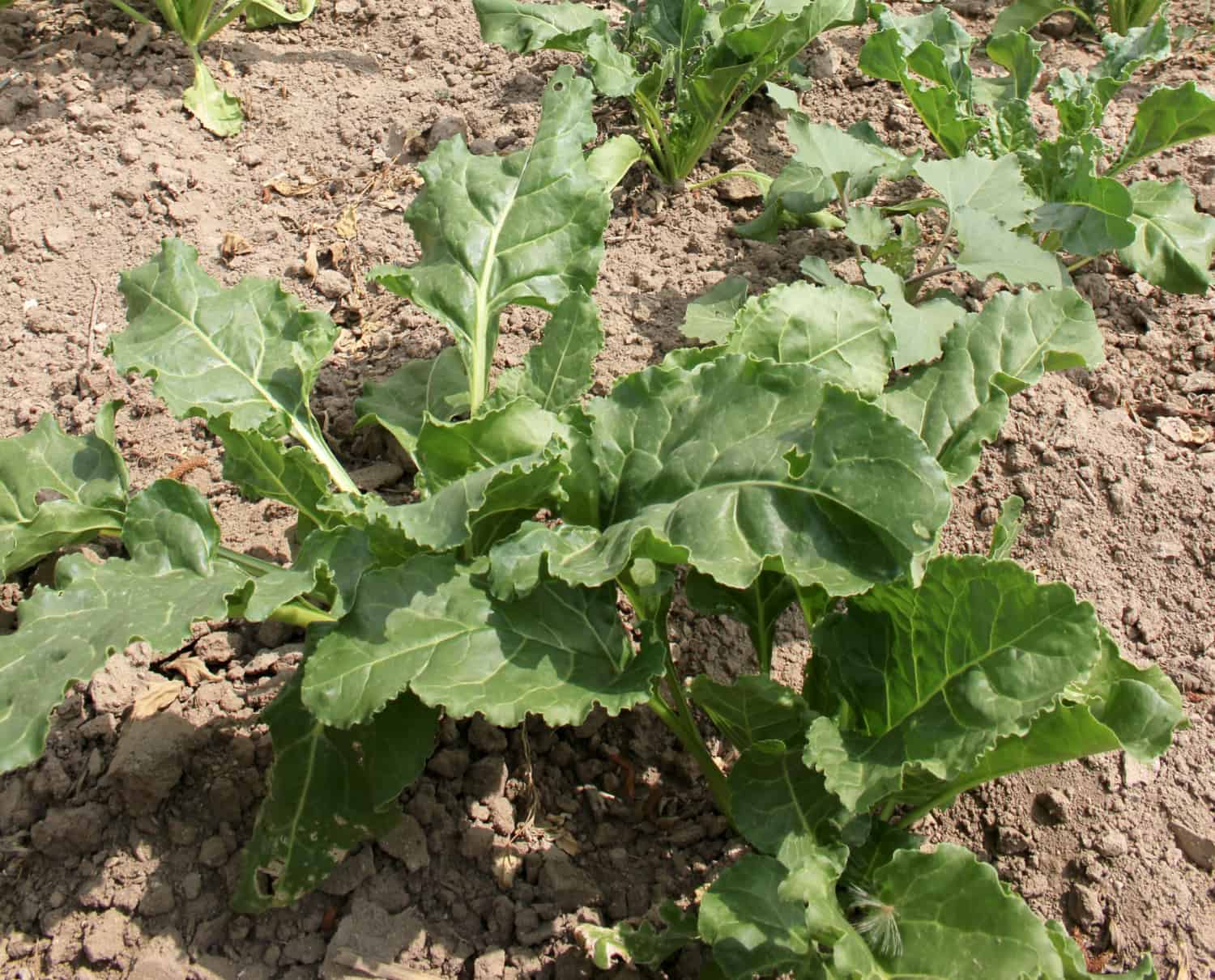 How to Grow Beets for Beginners | Simple Living Country Gal