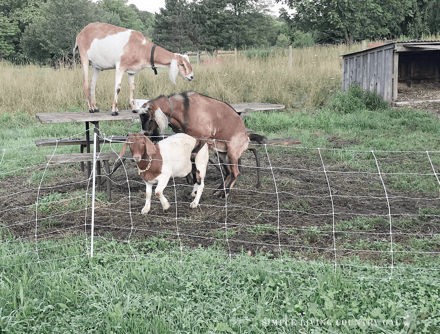 Goat Care Checklist: Keeping Your Goats Healthy | Simple Living Country Gal