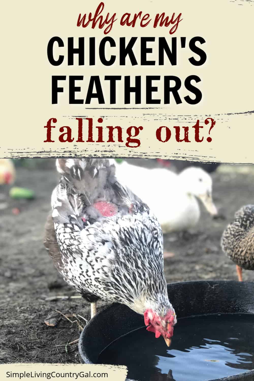 chicken feathers falling out | Simple Living Country Gal