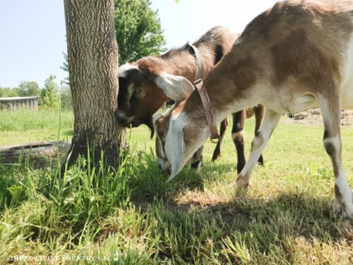 How to Keep Goats Cool in the Summer | Simple Living Country Gal