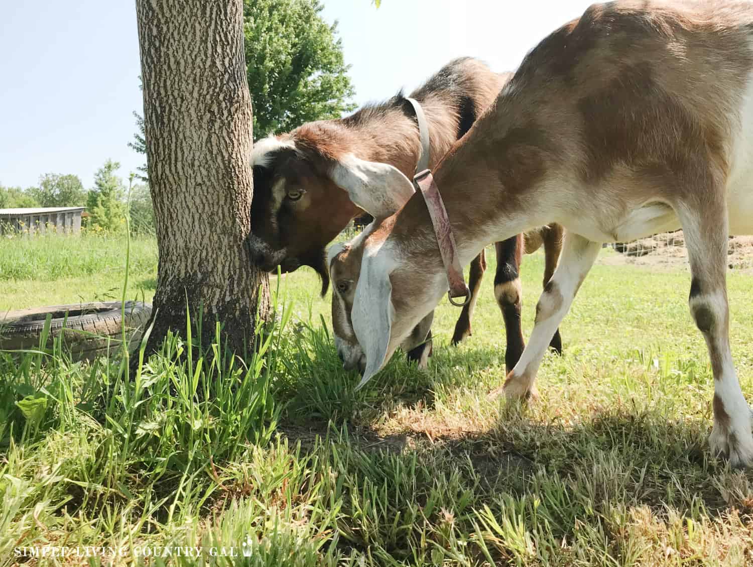 How to Keep Goats Cool in the Summer | Simple Living Country Gal