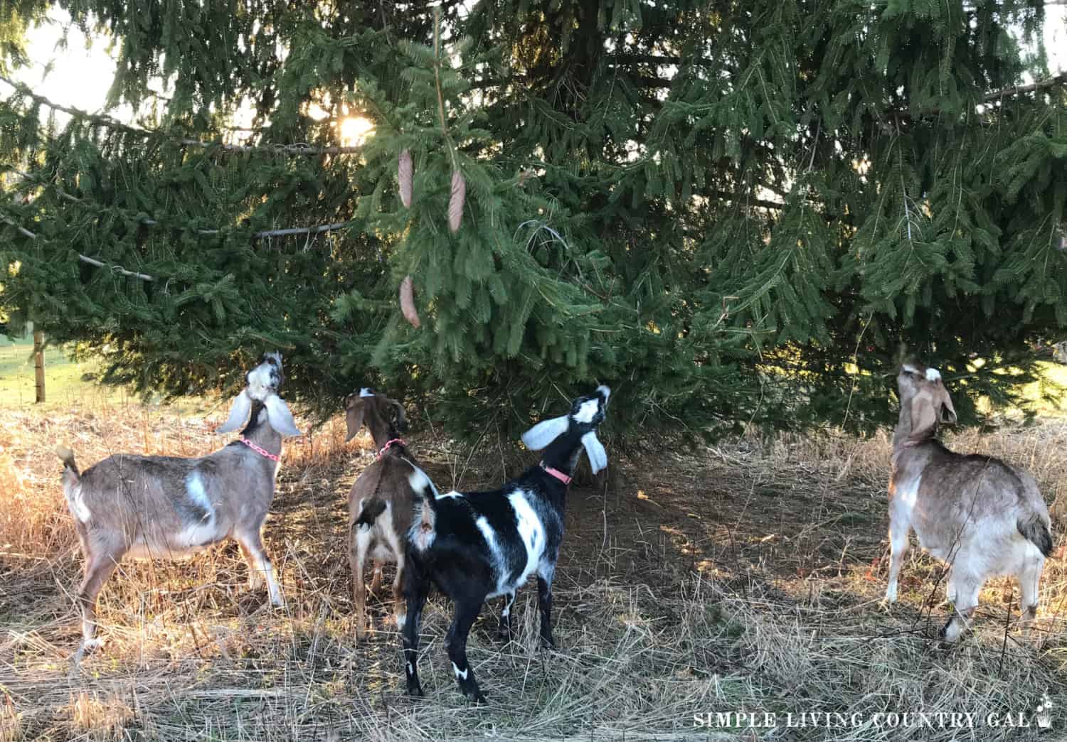 How to Keep Goats Cool in the Summer | Simple Living Country Gal
