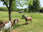 How to Keep Goats Cool in the Summer | Simple Living Country Gal