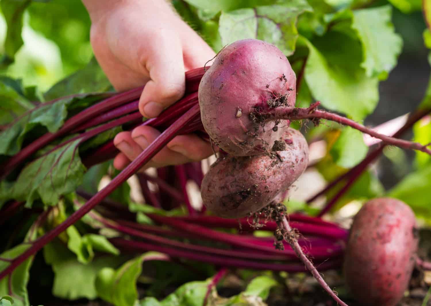 How to Grow Beets for Beginners | Simple Living Country Gal