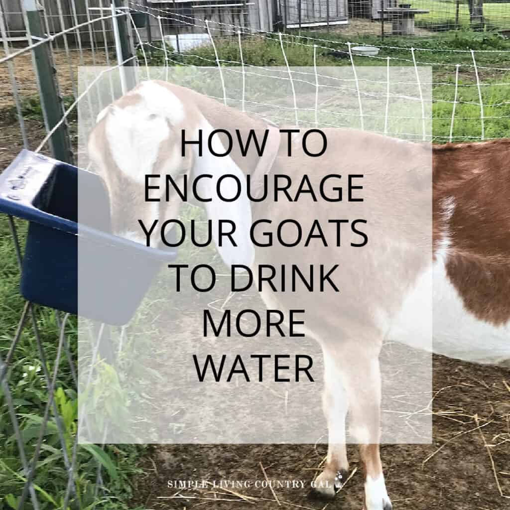 Dairy Goats Archives - Simple Living Country Gal