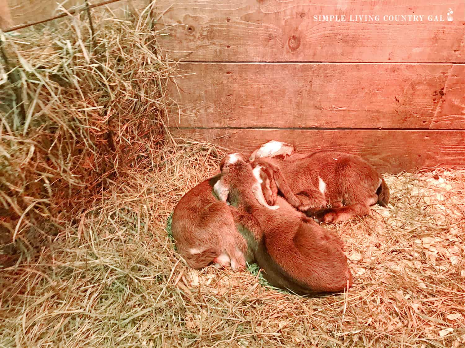 How to Prepare for Baby Goats When Kidding Begins | Simple Living ...