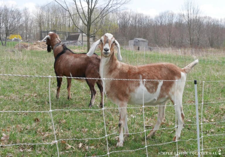 Movable Goat Fence | Simple Living Country Gal