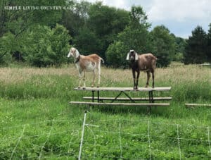 Goat Playground Ideas | Simple Living Country Gal