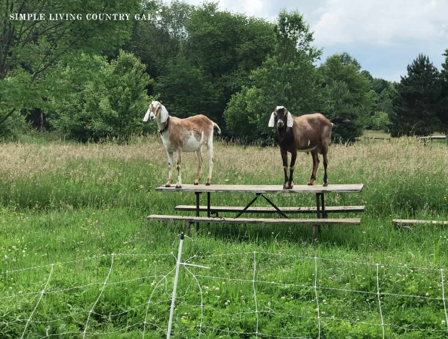 Goat Playground Ideas | Simple Living Country Gal