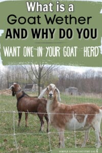 what is a wether goat? | Simple Living Country Gal