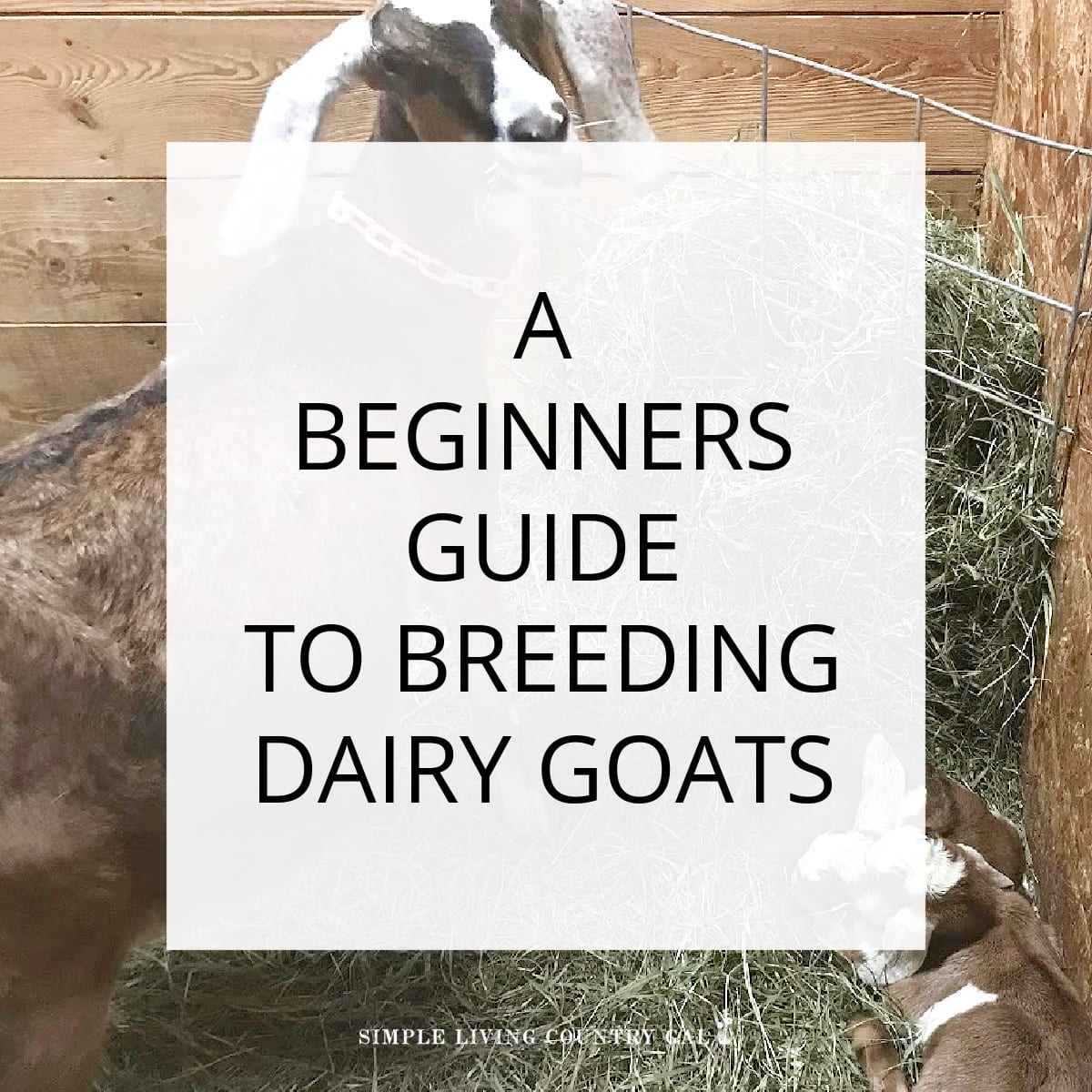 Breeding dairy goats | Simple Living Country Gal