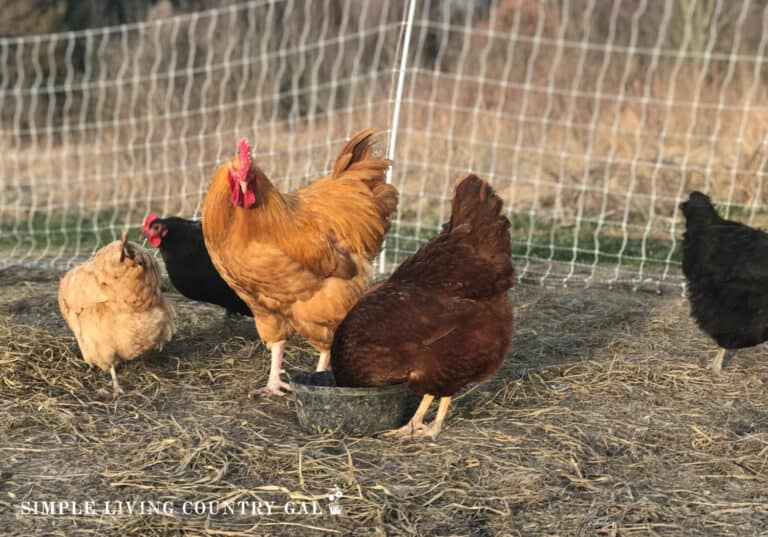 How to tell a chicken from a rooster | Simple Living Country Gal
