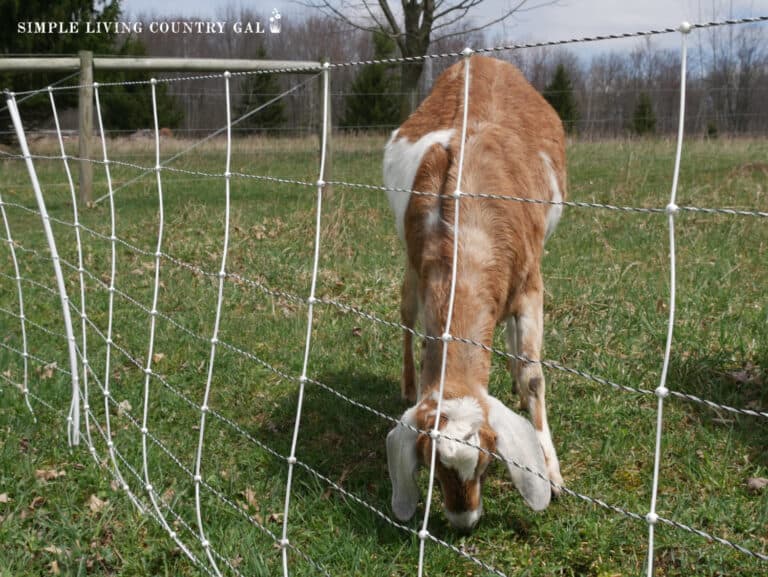 different types of Electric goat fence | Simple Living Country Gal