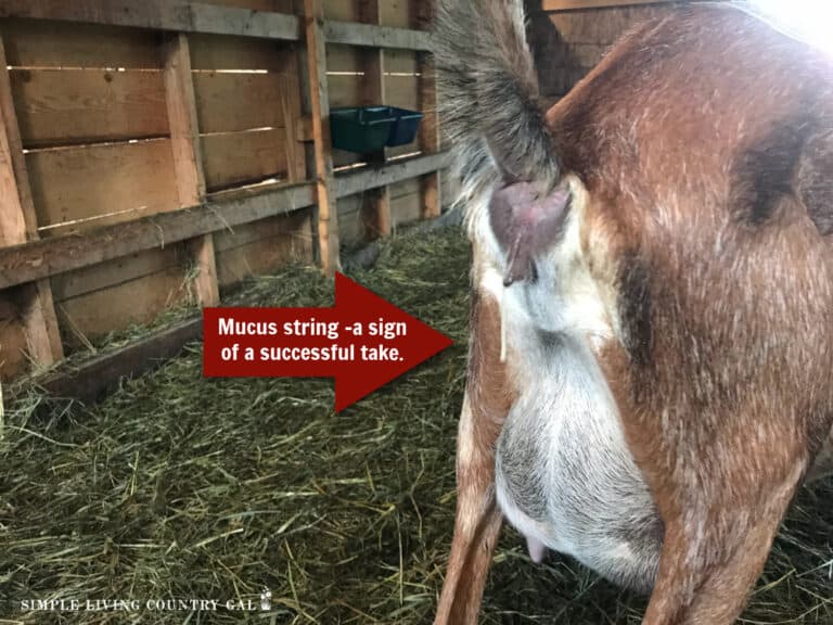 Renting Bucks for Goat Breeding: A Homesteader's Guide | Simple Living ...