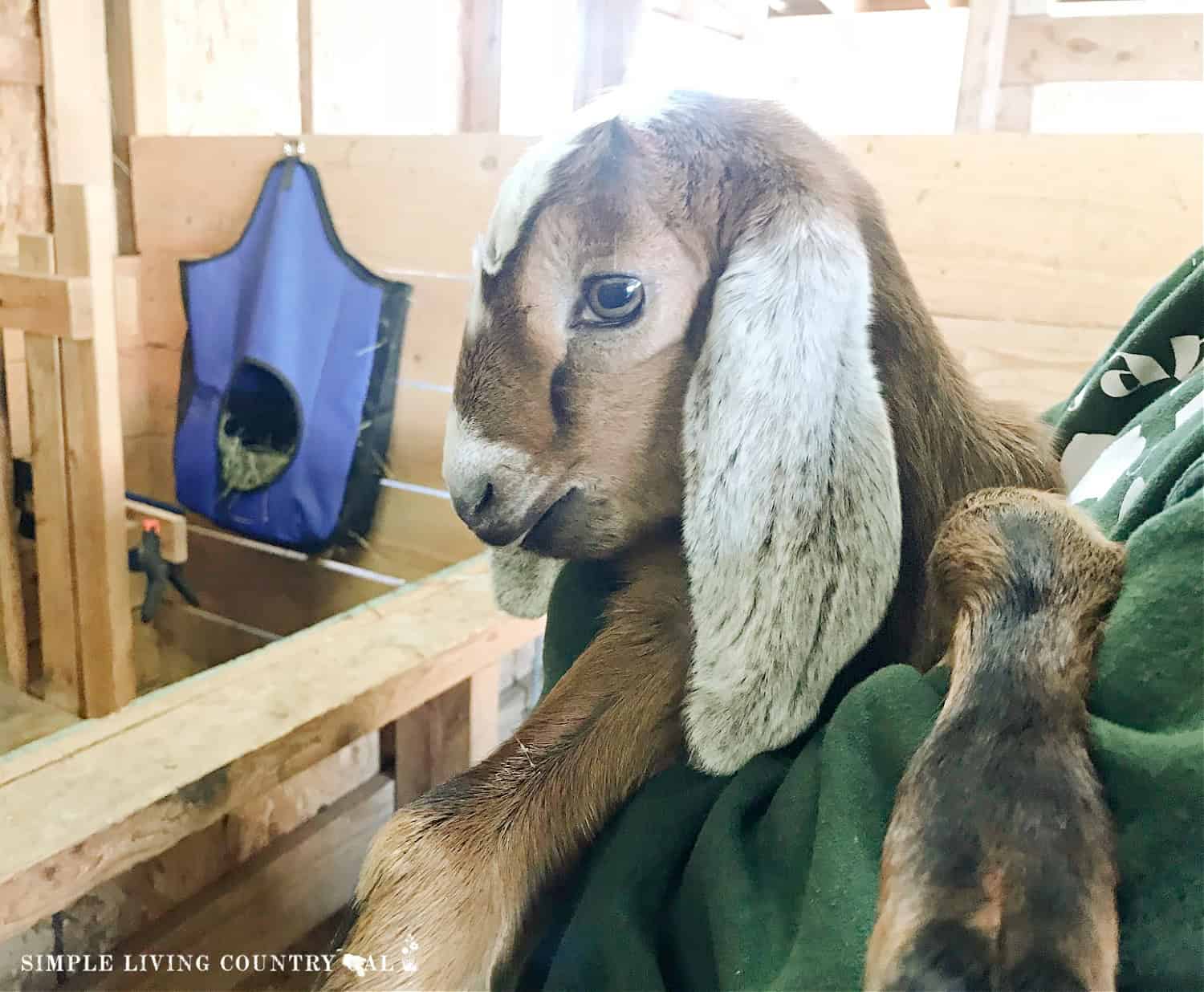Goat Care Checklist: Keeping Your Goats Healthy | Simple Living Country Gal