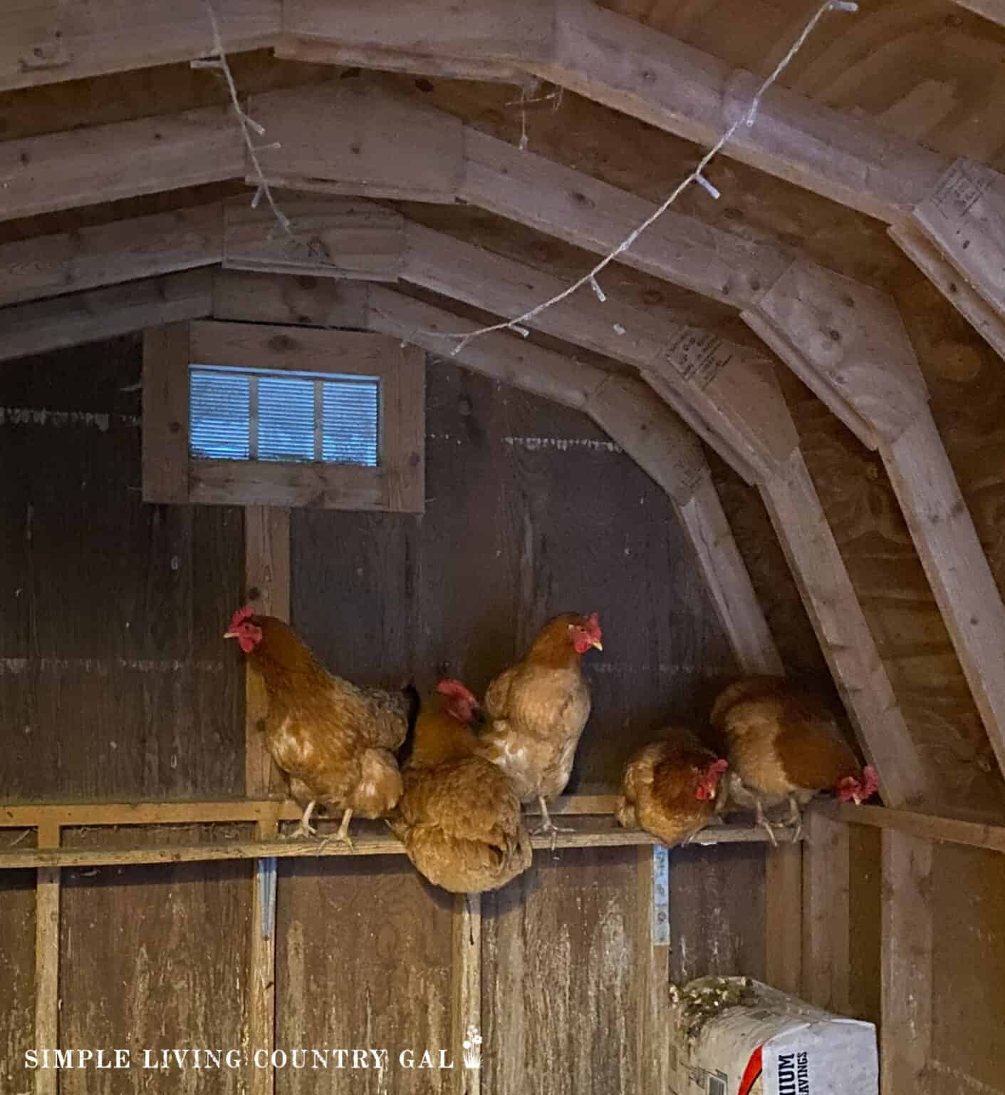 Chicken roost designs | Simple Living Country Gal