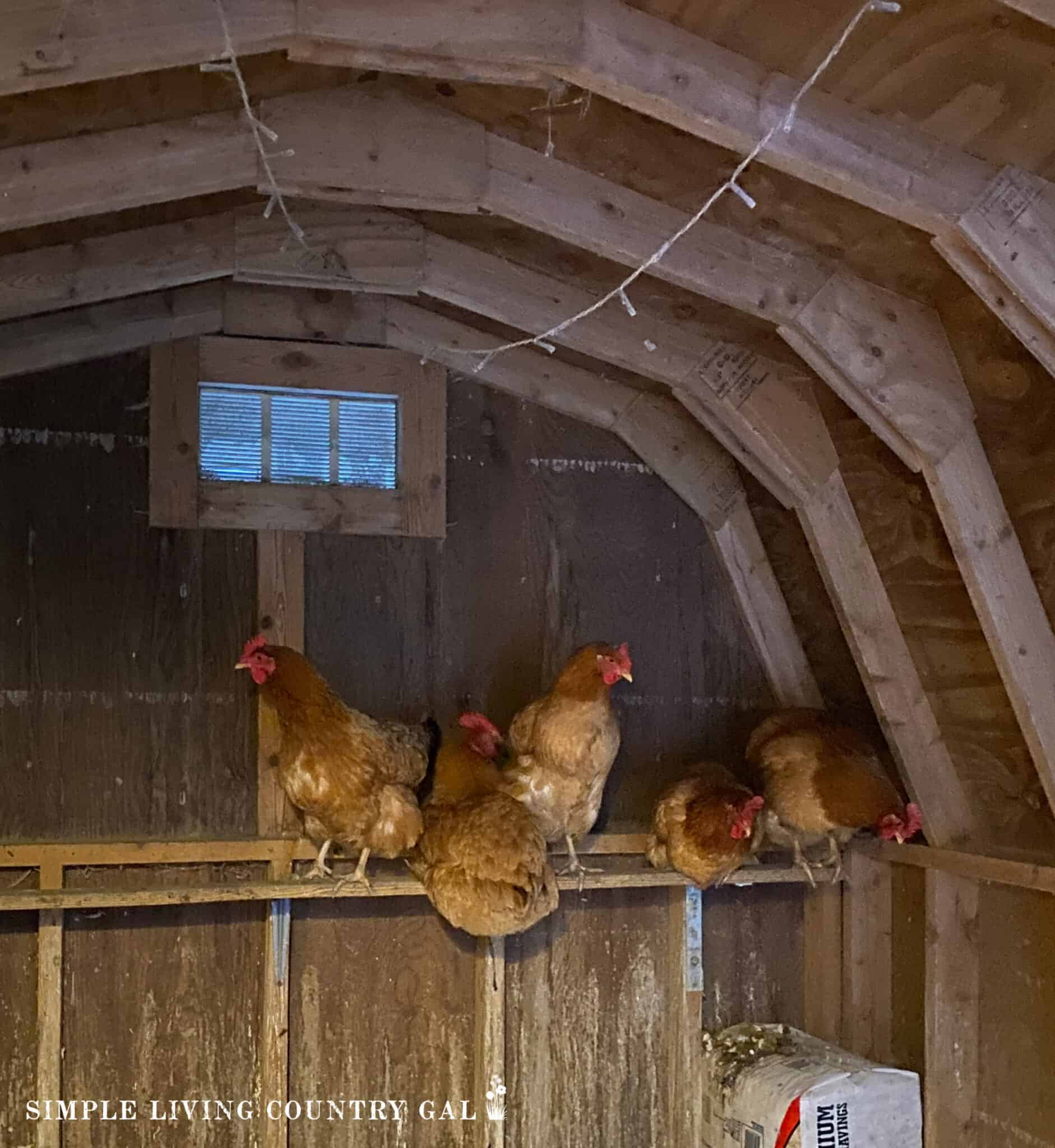 Chicken roost designs | Simple Living Country Gal