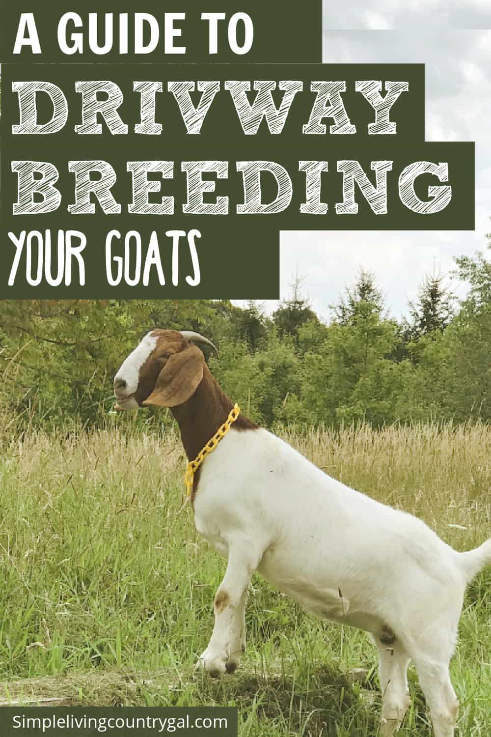 Renting Bucks for Goat Breeding: A Homesteader's Guide | Simple Living ...