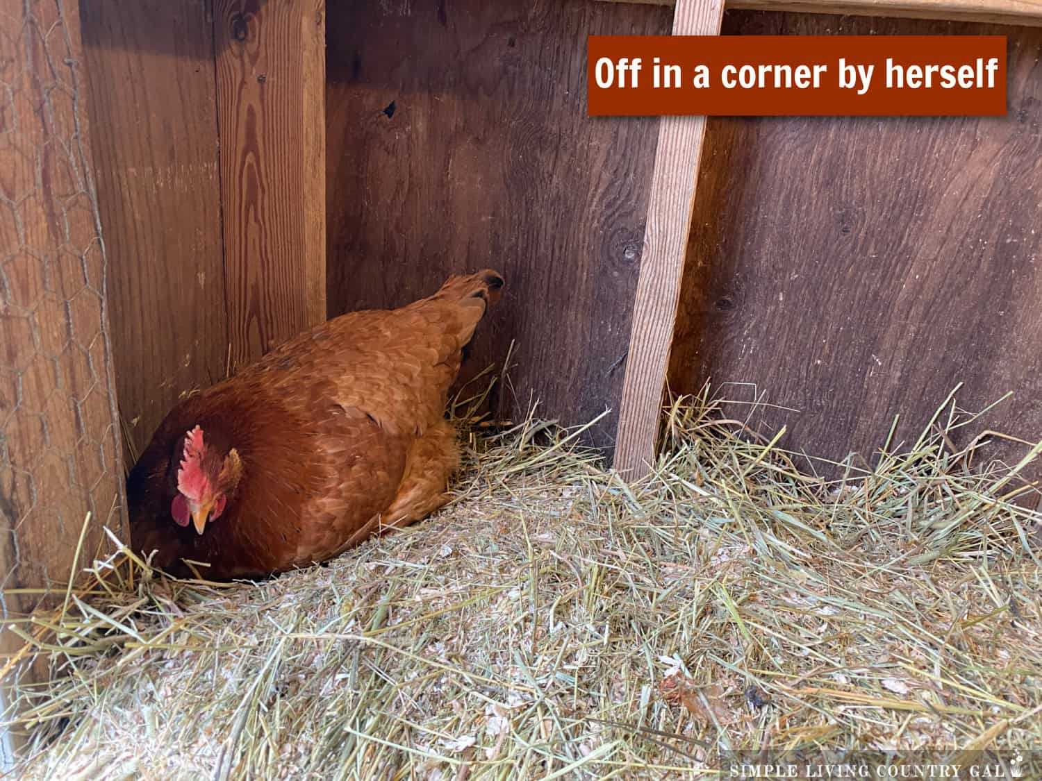 Egg-bound chicken | Simple Living Country Gal