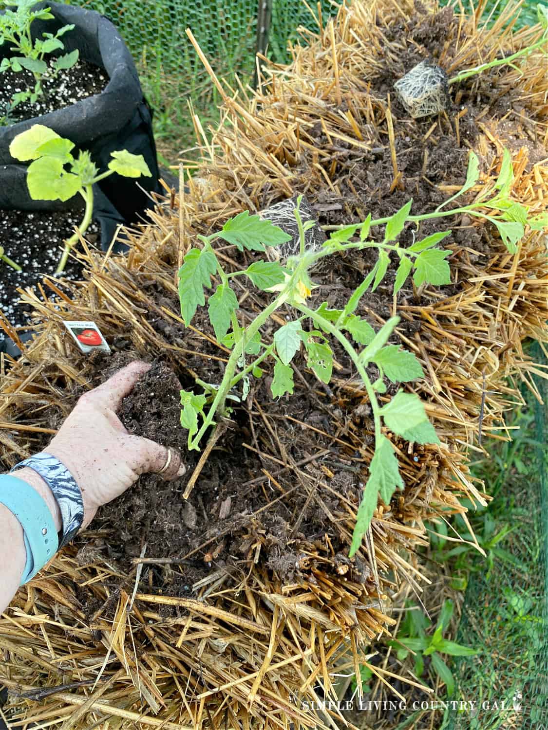 What is Straw Bale Gardening and How Does it Work? | Simple Living ...