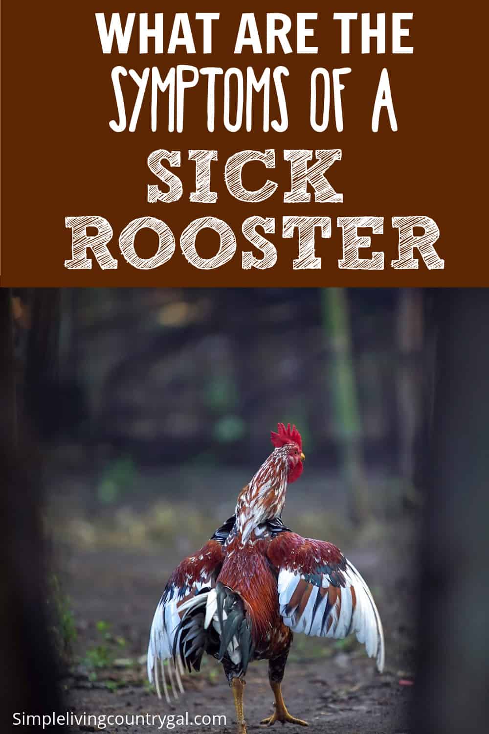 sick rooster symptoms | Simple Living Country Gal