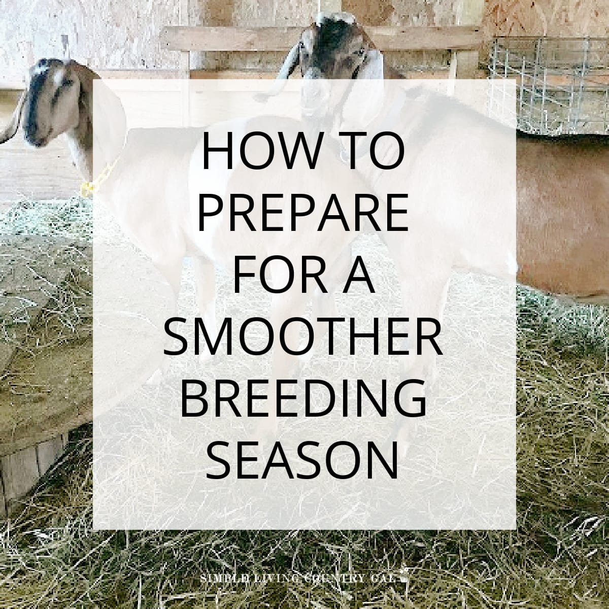 WHAT IS GOAT RUT | Simple Living Country Gal