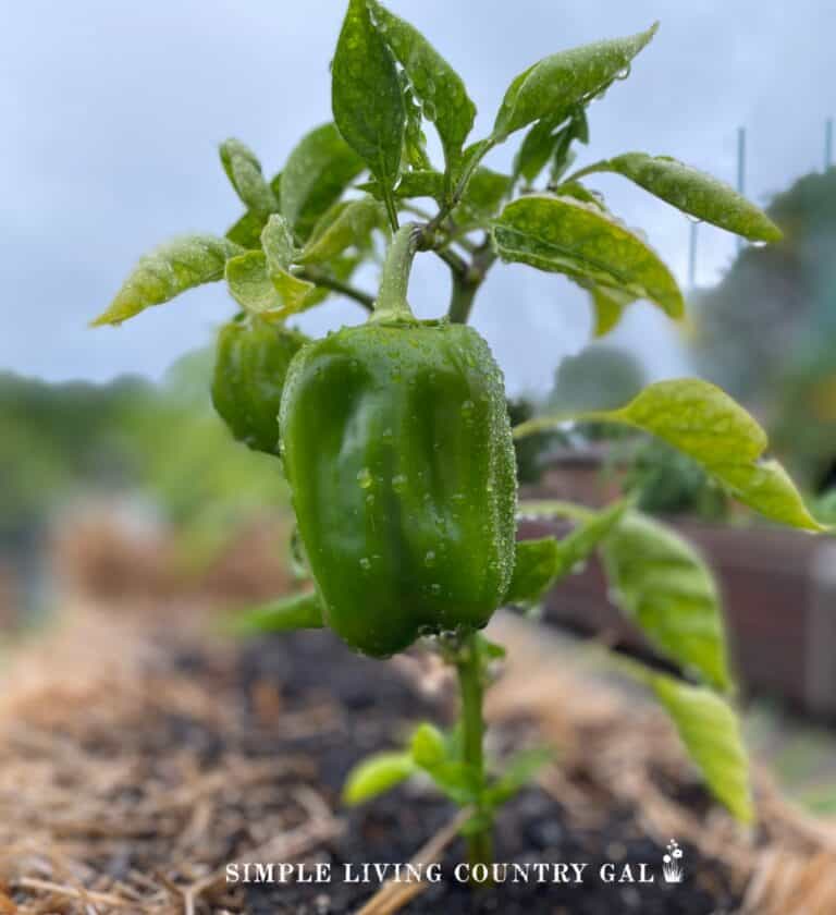 How to Grow Bell Peppers for Beginners: A Guide | Simple Living Country Gal