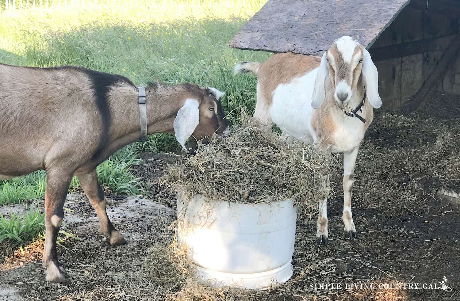 Goat Terms: A Beginner's Guide to Goat Raising | Simple Living Country Gal