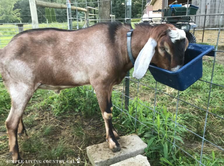 How To Prepare Your Goat's For Breeding | Simple Living Country Gal