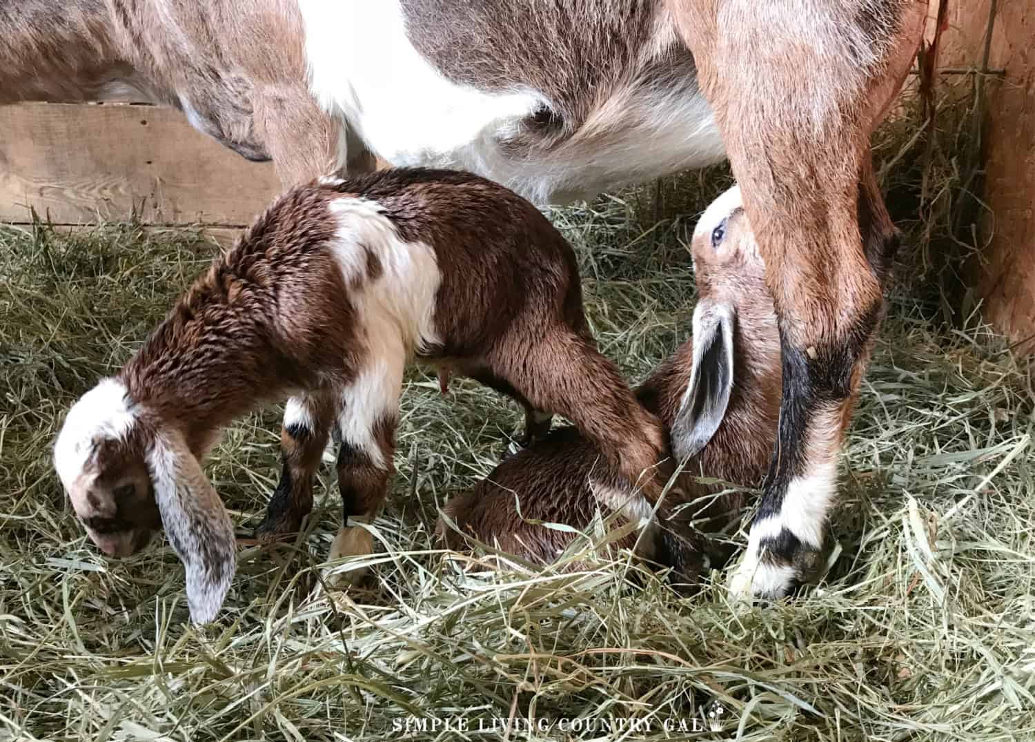signs of a goat in heat | Simple Living Country Gal