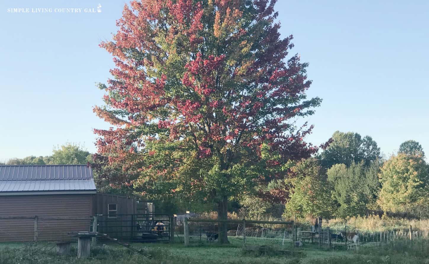 WHAT IS GOAT RUT | Simple Living Country Gal