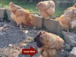 daily chicken chores | Simple Living Country Gal