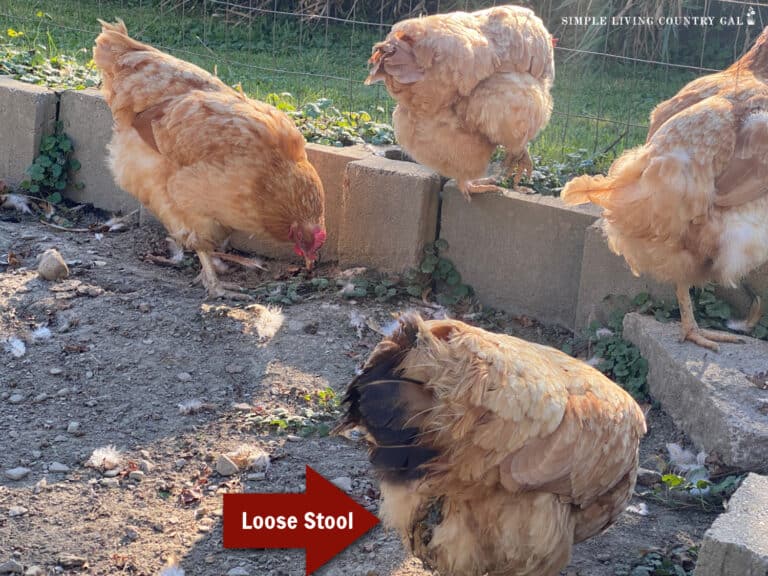 daily chicken chores | Simple Living Country Gal
