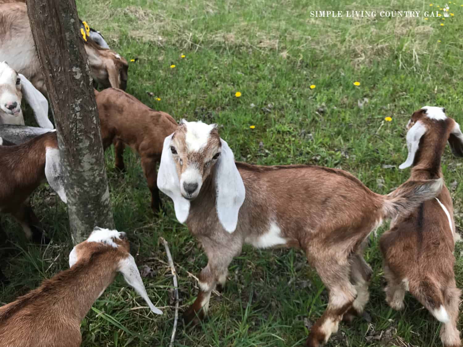 Goat Terms: A Beginner's Guide to Goat Raising | Simple Living Country Gal