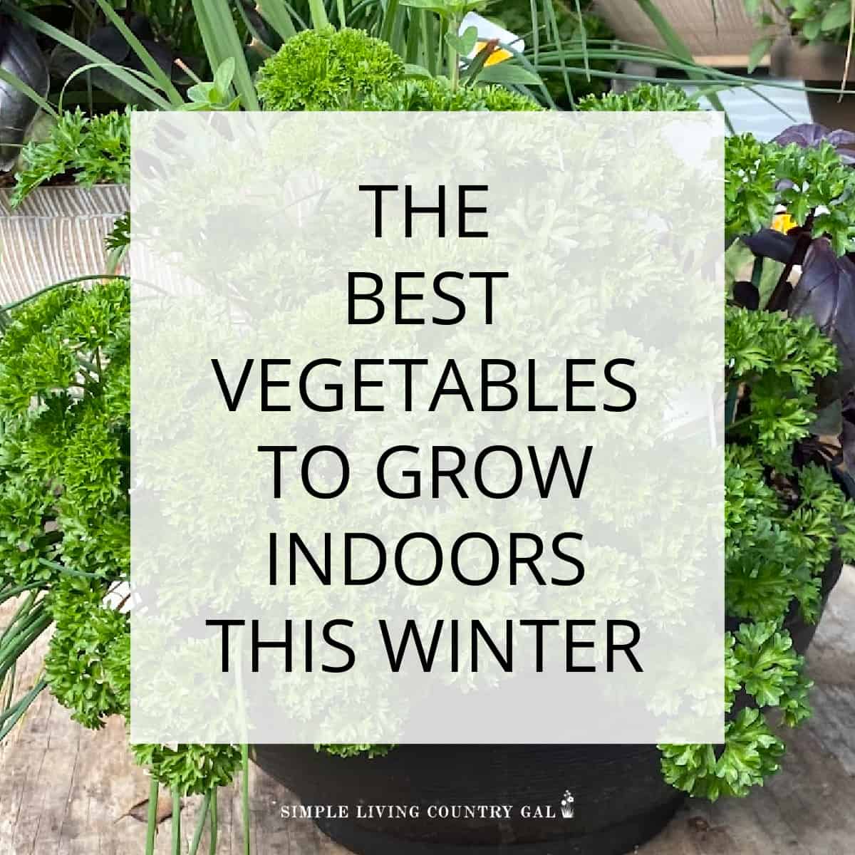 best indoor vegetable plants | Simple Living Country Gal