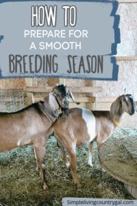 WHAT IS GOAT RUT | Simple Living Country Gal