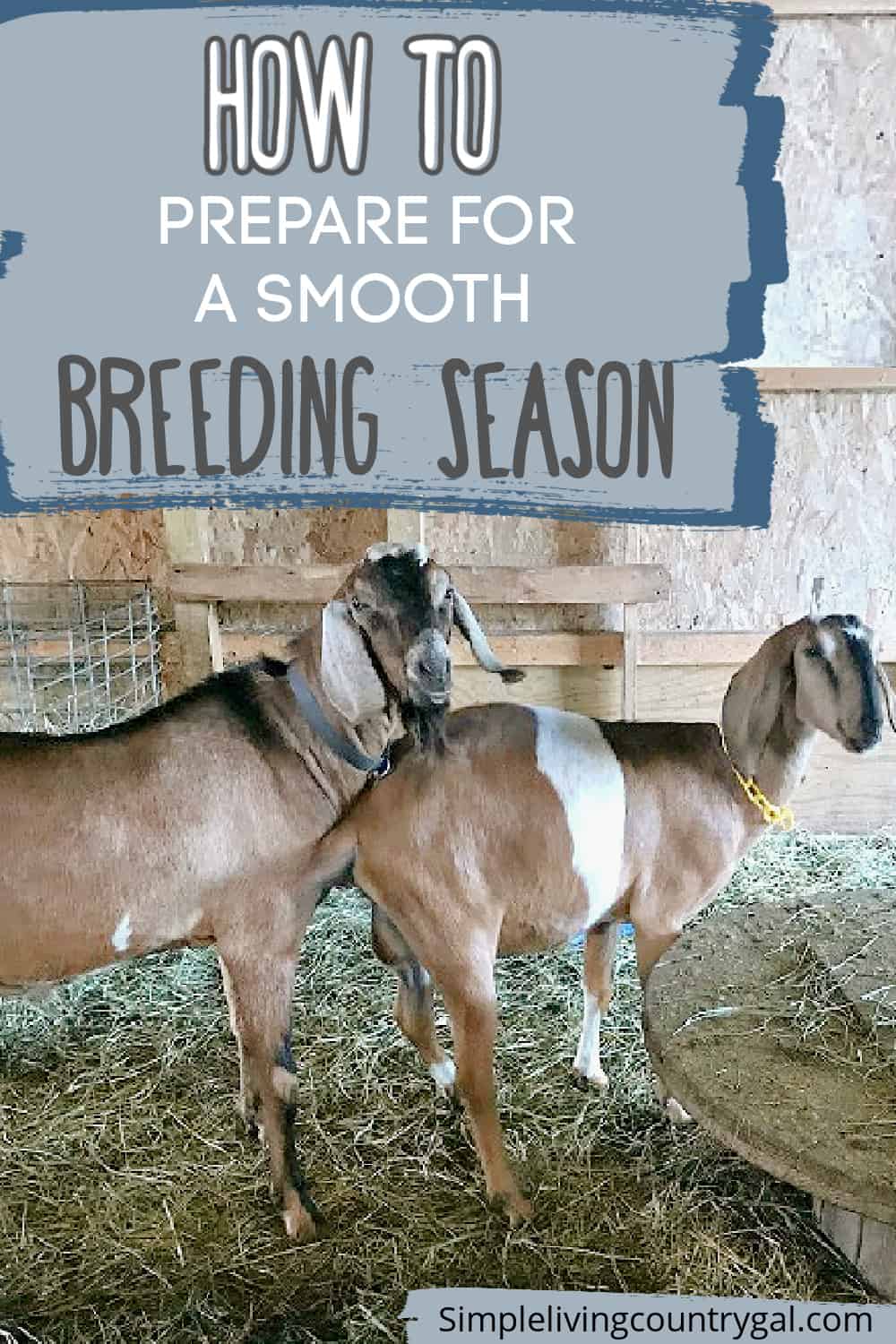 WHAT IS GOAT RUT | Simple Living Country Gal