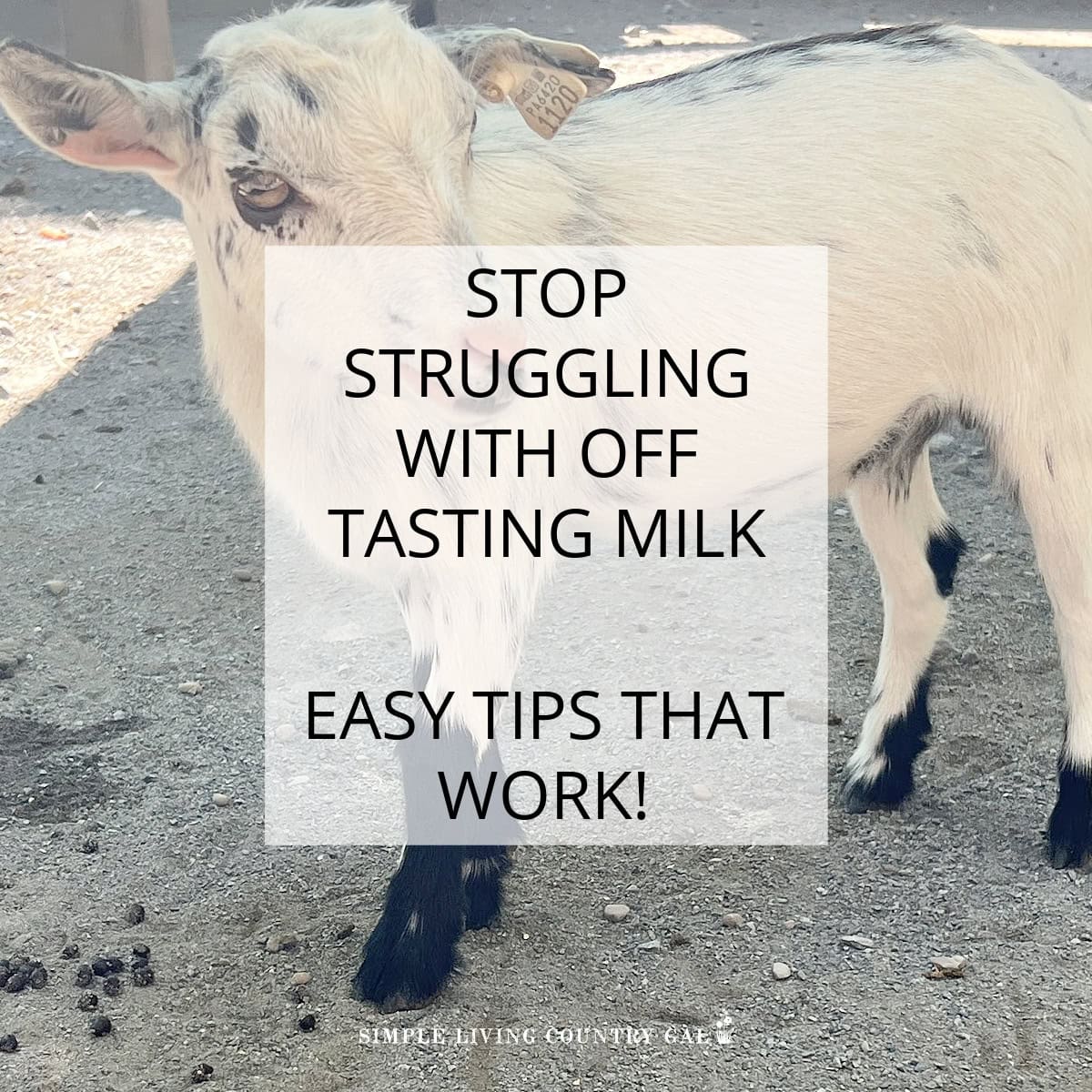 How to make goat milk taste better | Simple Living Country Gal