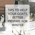 Dairy Goats Archives - Page 2 of 10 - Simple Living Country Gal