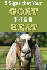 signs of a goat in heat | Simple Living Country Gal