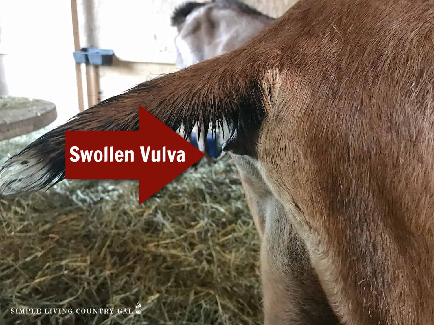 signs of a goat in heat | Simple Living Country Gal