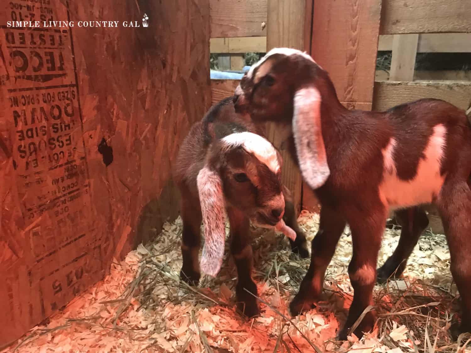 When and How to Wean Goat Kids: A Complete Guide | Simple Living ...