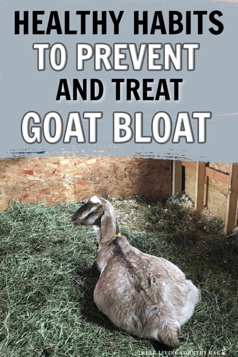 how to treat a bloated goat | Simple Living Country Gal