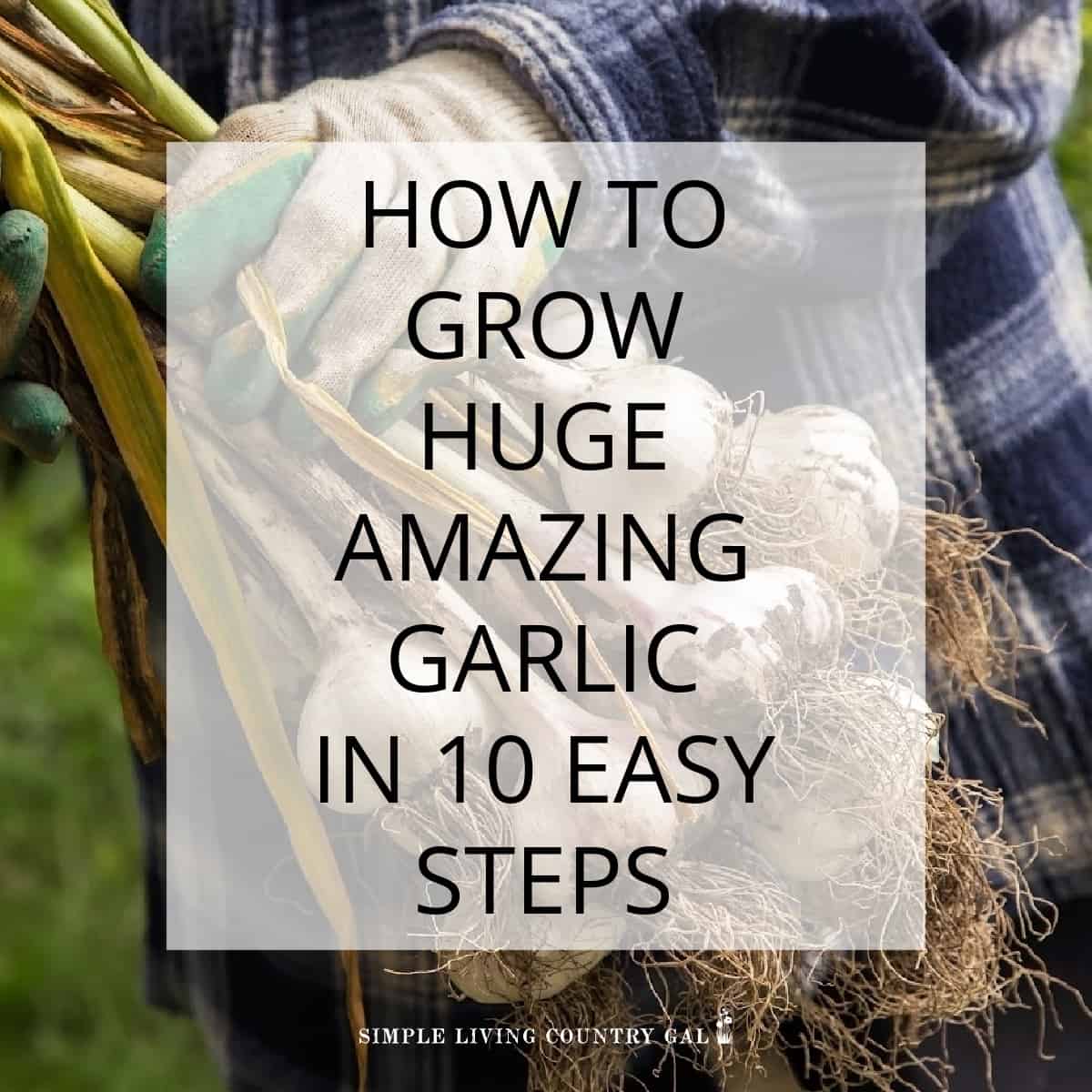 How to Grow Garlic Start To Finish In 10 Easy Steps | Simple Living ...