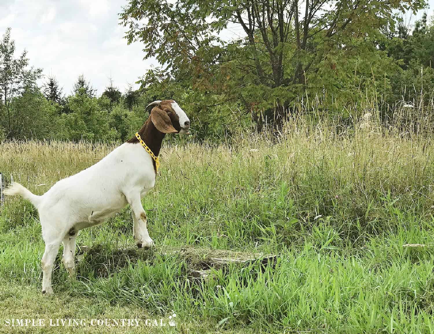 how to keep goats without a fence | Simple Living Country Gal