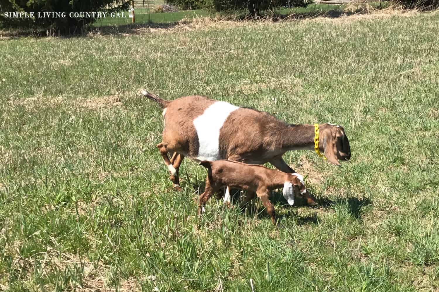 When and How to Wean Goat Kids: A Complete Guide | Simple Living ...