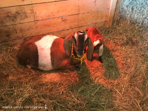 how to treat a bloated goat | Simple Living Country Gal