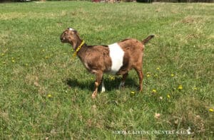 how to treat a bloated goat | Simple Living Country Gal