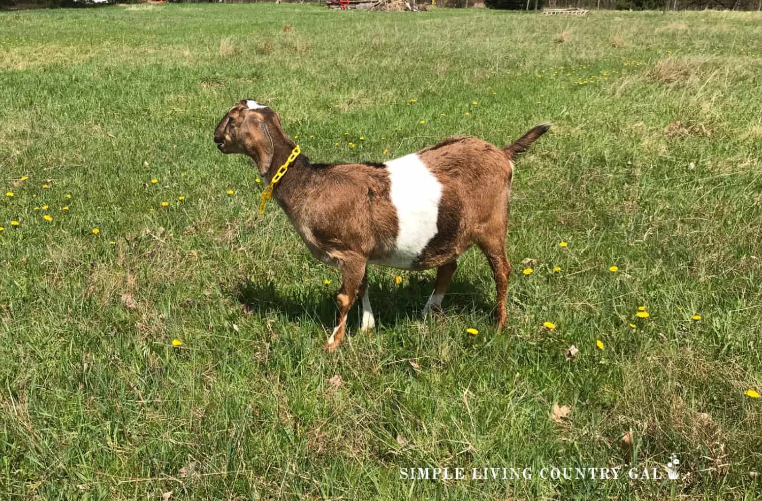 how to treat a bloated goat | Simple Living Country Gal