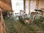 Goat Barn Setup: Create an Efficient Space | Simple Living Country Gal
